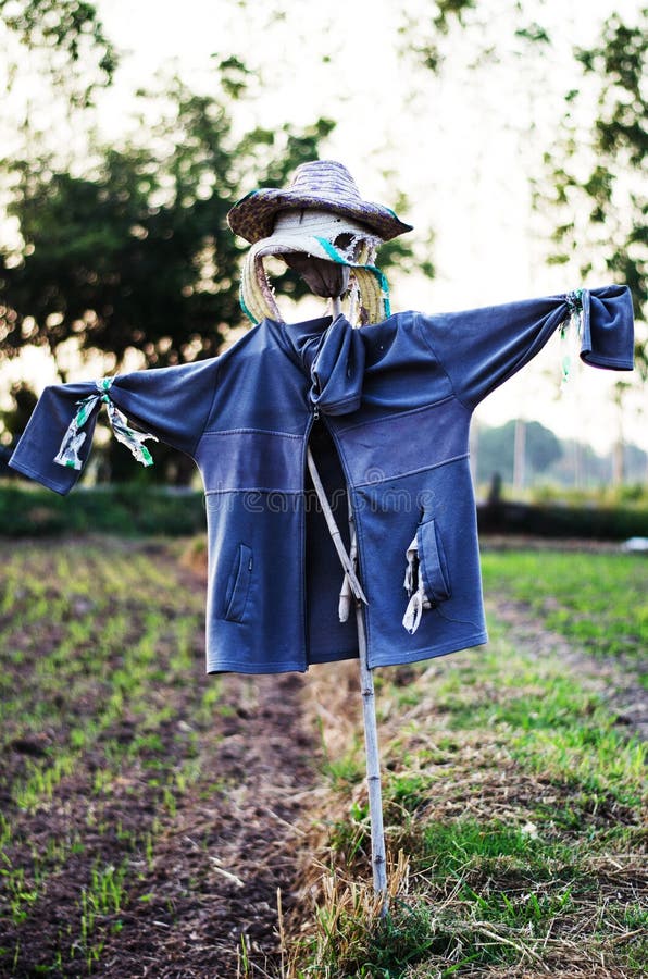 Scarecrow in farm stock image. Image of plant, oldshirt - 64304717