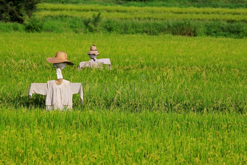 Scarecrow and the Farm stock image. Image of nature, farm - 91045847