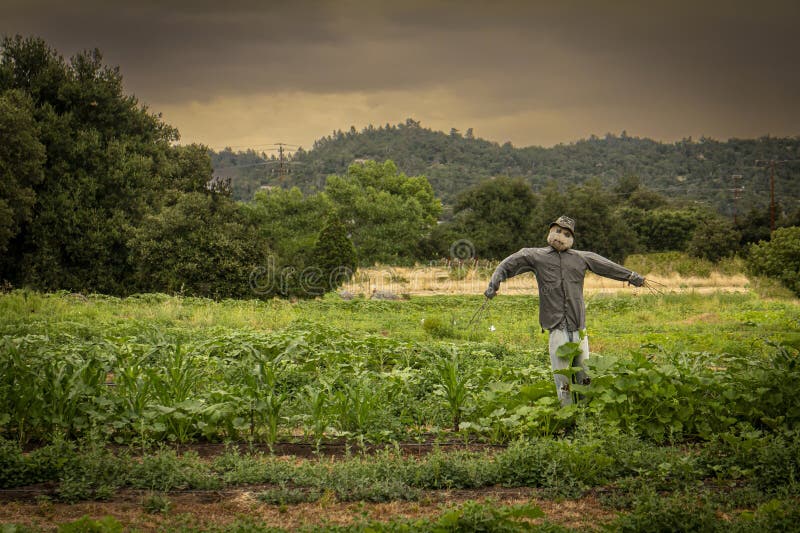 Scarecrow at a Farm Shot from a Distance Stock Image - Image of harvest ...