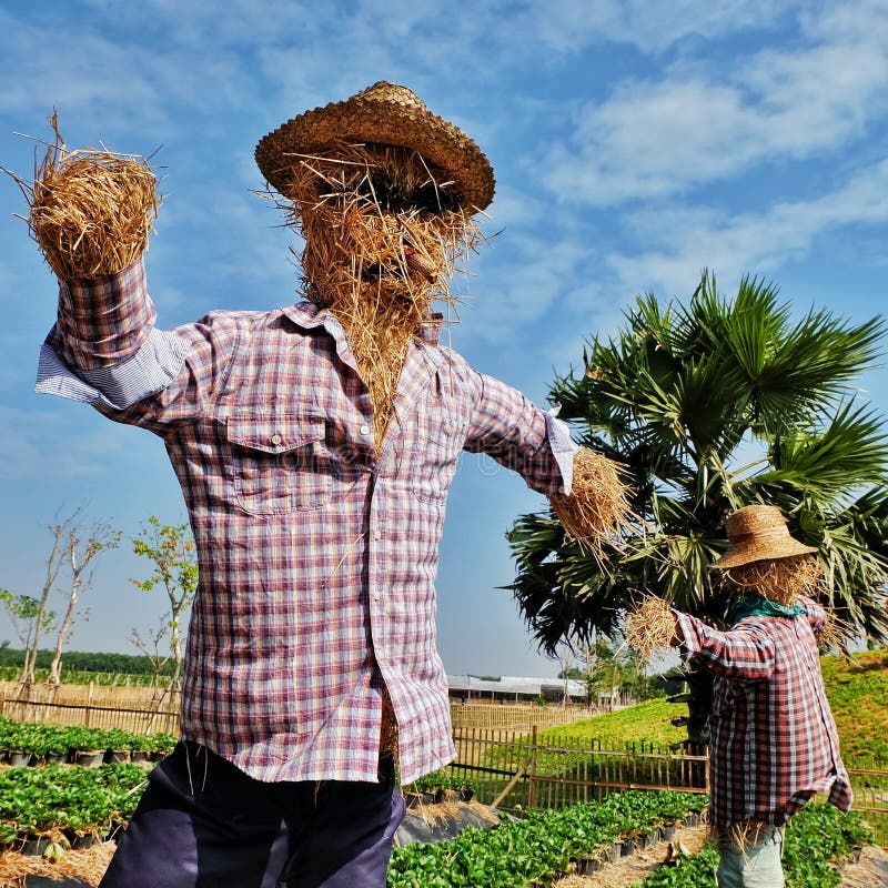 Scarecrow in field. editorial image. Image of tree, farmer - 48080455