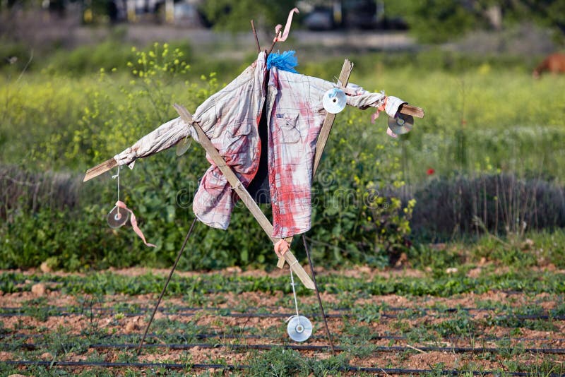Scarecrow in a Field To Chase Away Birds Stock Image - Image of attack ...