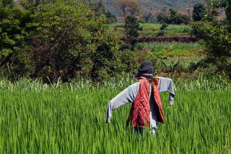 Scarecrow in farm stock photo. Image of tree, nature - 30097610