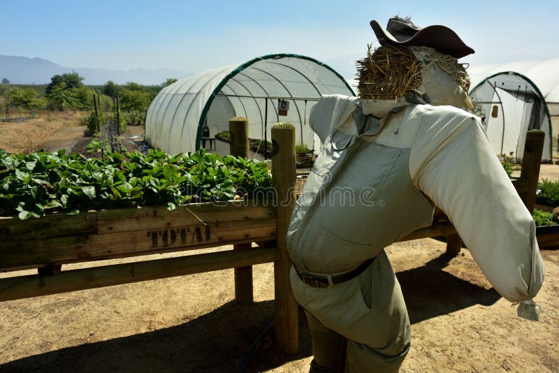 Scarecrow of Straw in the Form of an Angel Stock Image - Image of ...