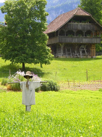 Scarecrow on organic farm stock photo. Image of farm, slow - 5600756