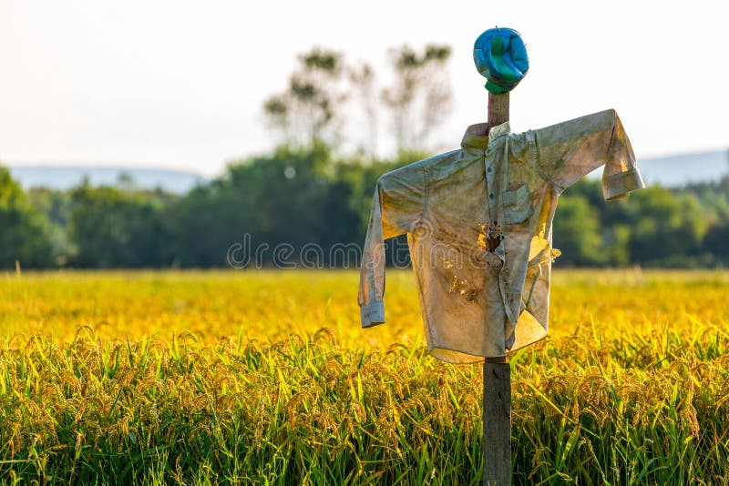 Scarecrow and Rice Ears in a Paddy Field Stock Image - Image of harvest ...