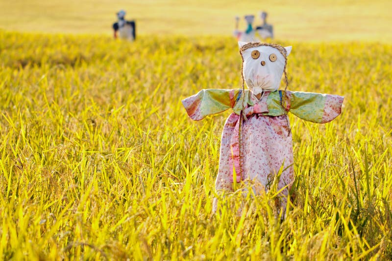 Scarecrow on the Rice Field Stock Image - Image of cereal, hanbok: 27198151