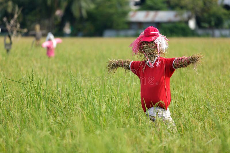 Scarecrow in rice field stock image. Image of straw, thailand - 28393485
