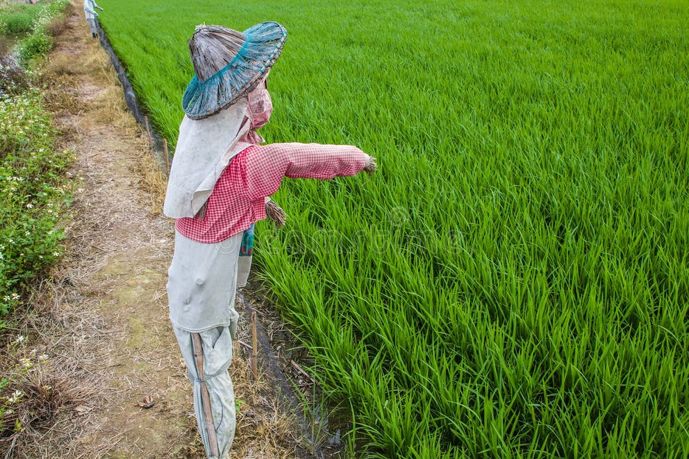Scarecrow beside Rice Field Stock Image - Image of plant, farmland ...