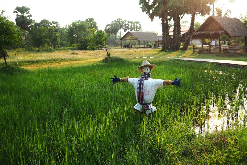 Scarecrow in rice field. stock photo. Image of landscape - 68852728