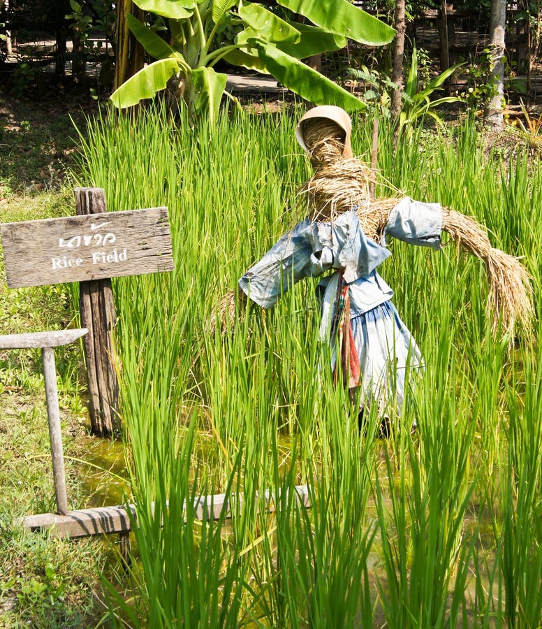 Scarecrow in farm stock photo. Image of tree, nature - 30097610