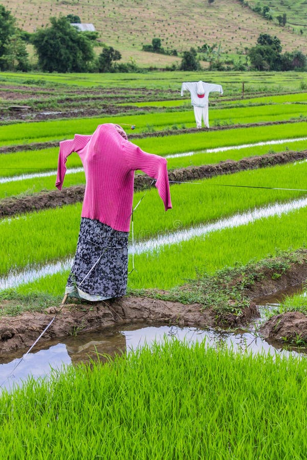 Scarecrow in Rice Field, Thailand Stock Image - Image of grass, asia ...