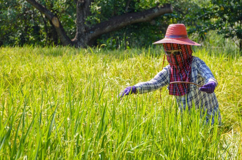 Scarecrow in the Rice Field Stock Photo - Image of breeding, foodstuffs ...