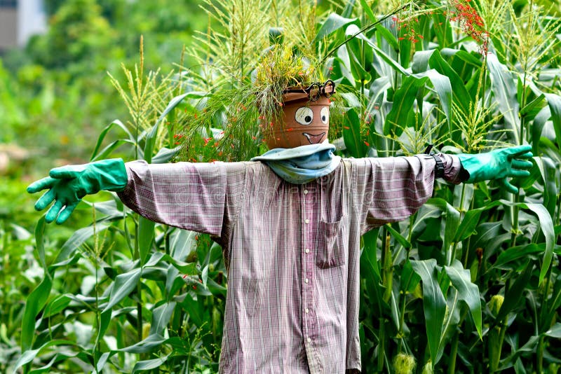 Scarecrows in a Corn Field stock photo. Image of produce - 46187522
