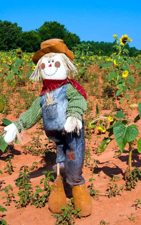Scarecrow in Sunflower Field Stock Photo - Image of rural, scarecrow ...