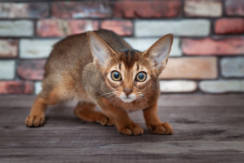 Bristling Cat Stock Photos - Free & Royalty-Free Stock Photos from ...