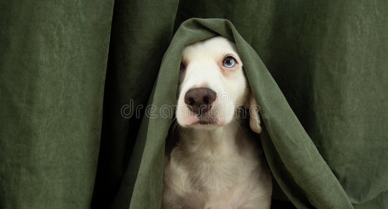 A Dog Hides Good For Puppies