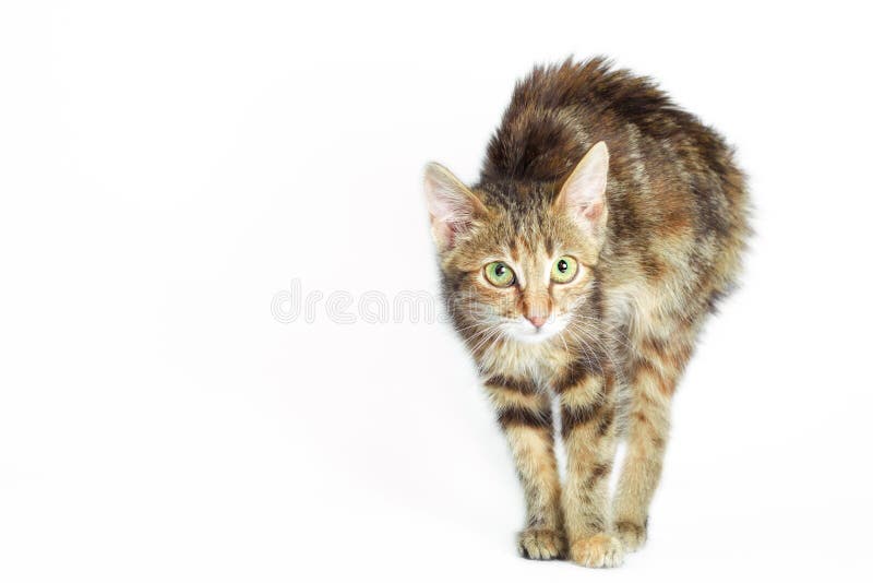 Scared Angry Cat on a White Background 库存照片 - 图片 包括有 外出, 恐惧: 299415180