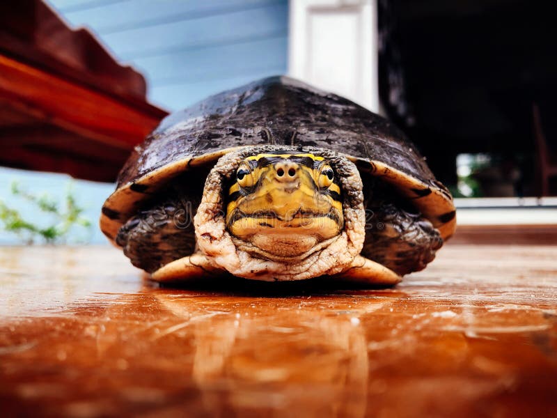 Scared Asian Turtle Keeps Head in Shell with Reflection on Wood Floor ...