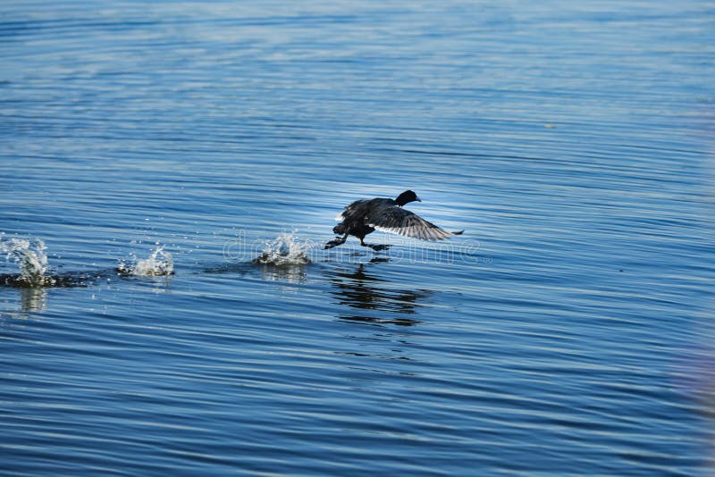 Scared Bird Running on Water Stock Photo - Image of animal, water: 82847184