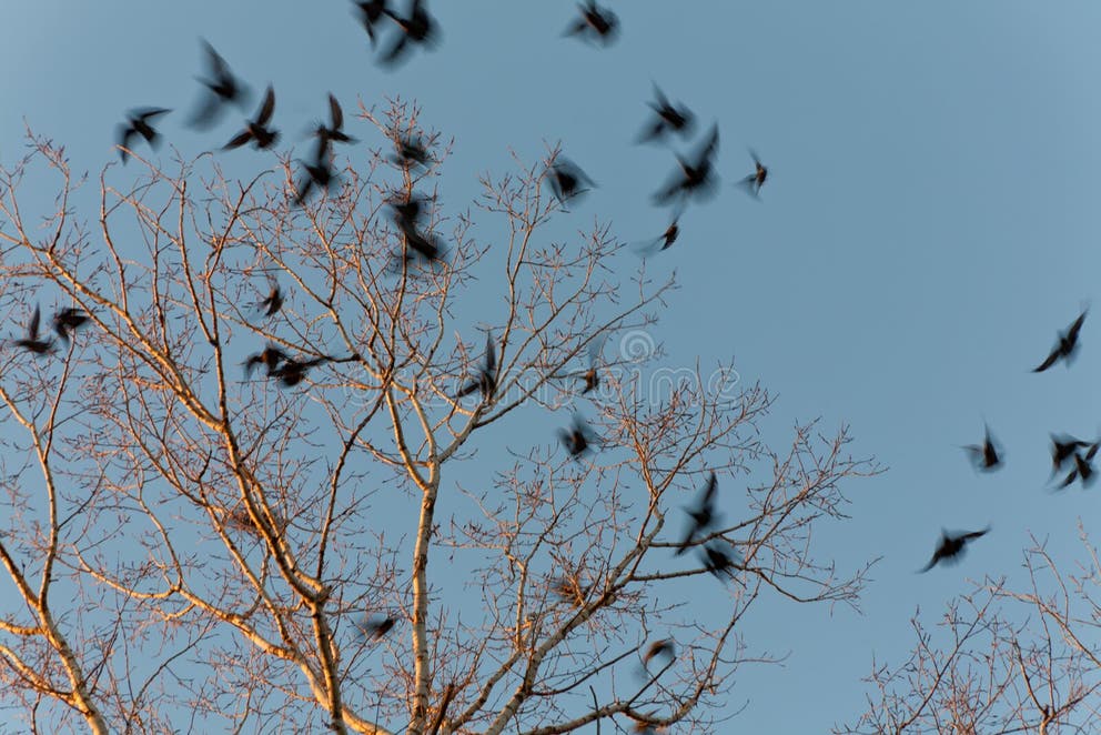 Scared birds stock image. Image of crow, branch, flight - 47311337