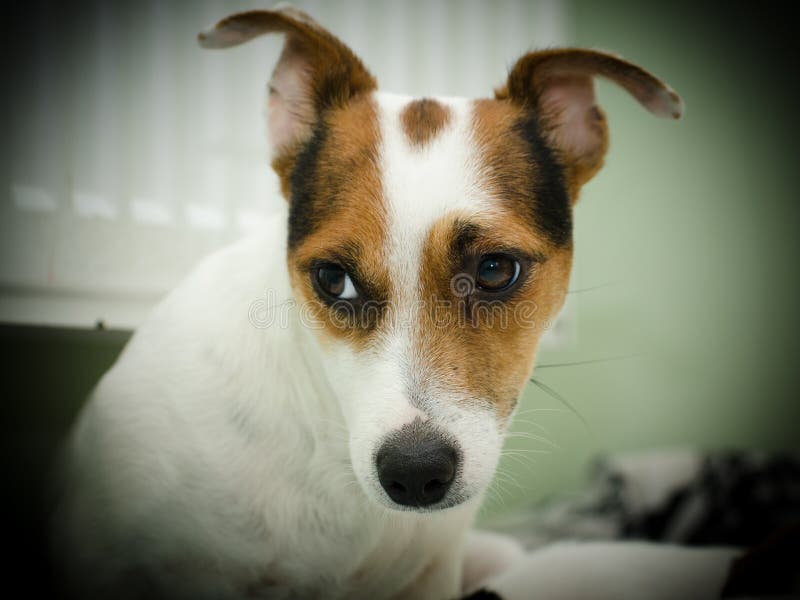 Scared Jack Russell Terrier Looks with Concern. Stock Photo - Image of ...