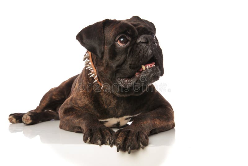 Scared Black Boxer Lying Looks Up To Side Stock Photo - Image of ...