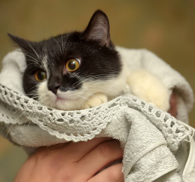 Scared black and white cat stock photo. Image of feline - 136028176