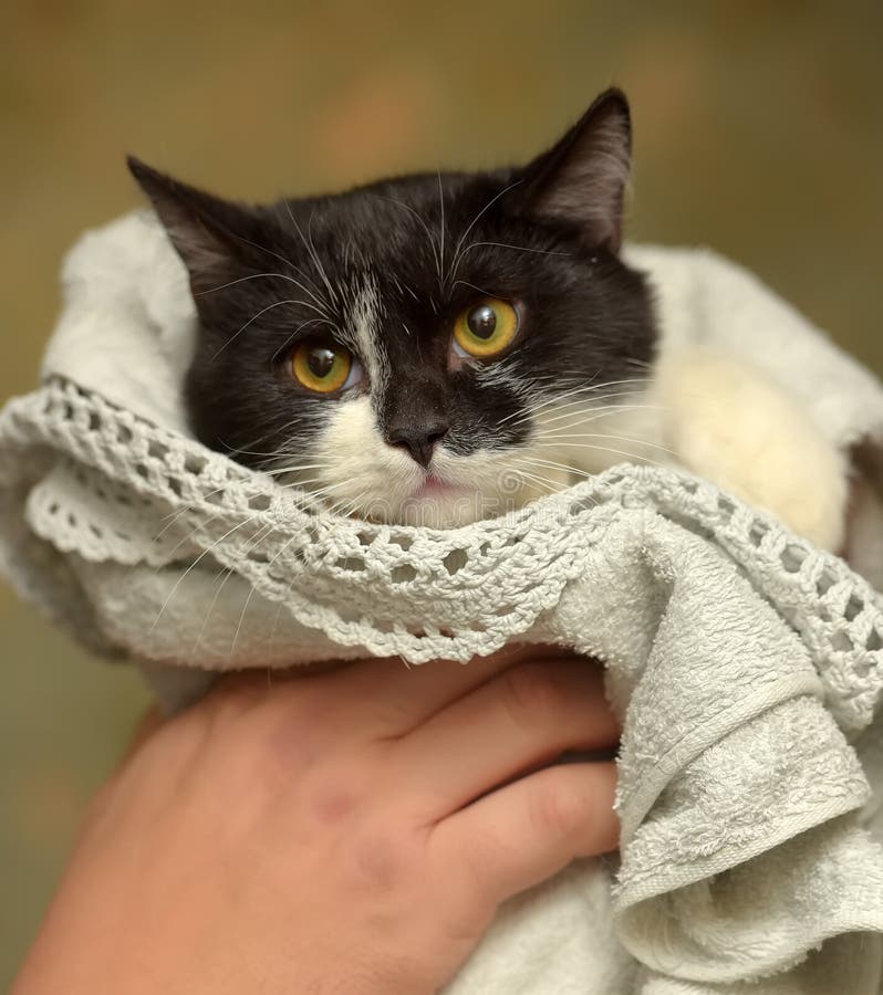 Scared White Cat Gif