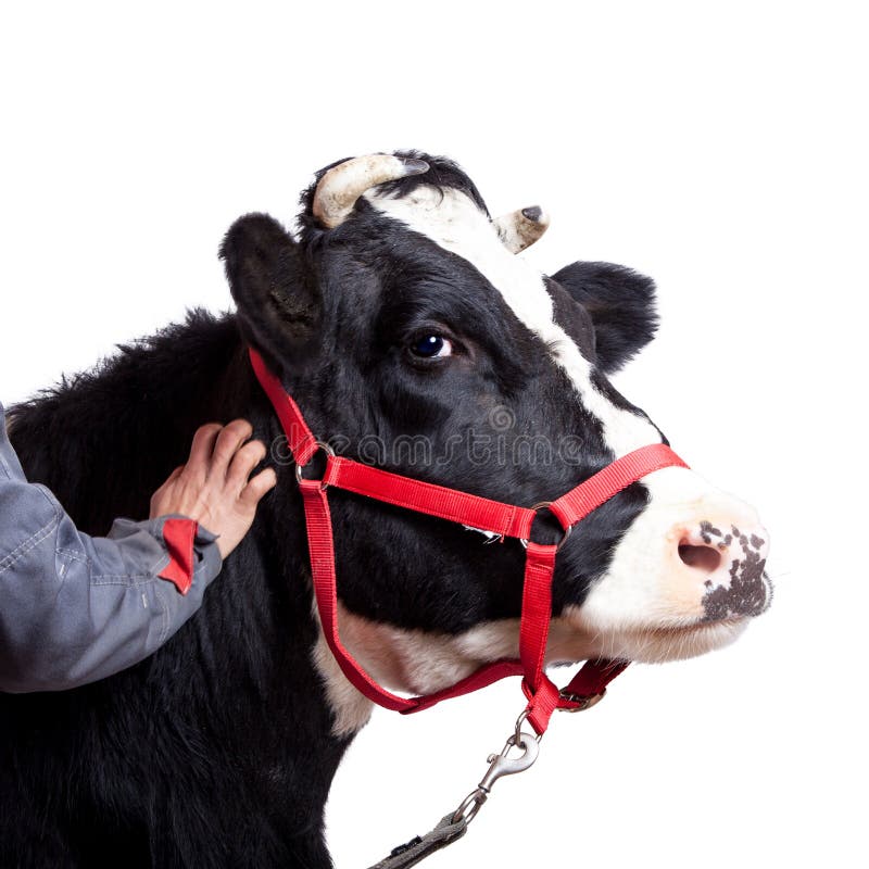 Cow Scream Stock Photos - Free & Royalty-Free Stock Photos from Dreamstime