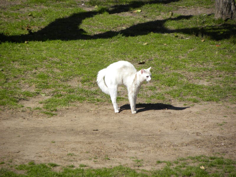 A scared bristly white cat stock photo. Image of felis - 133314832