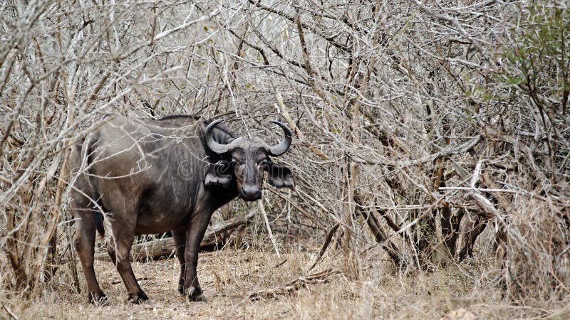 Scared Buffalo stock photo. Image of masculine, environment - 16624970