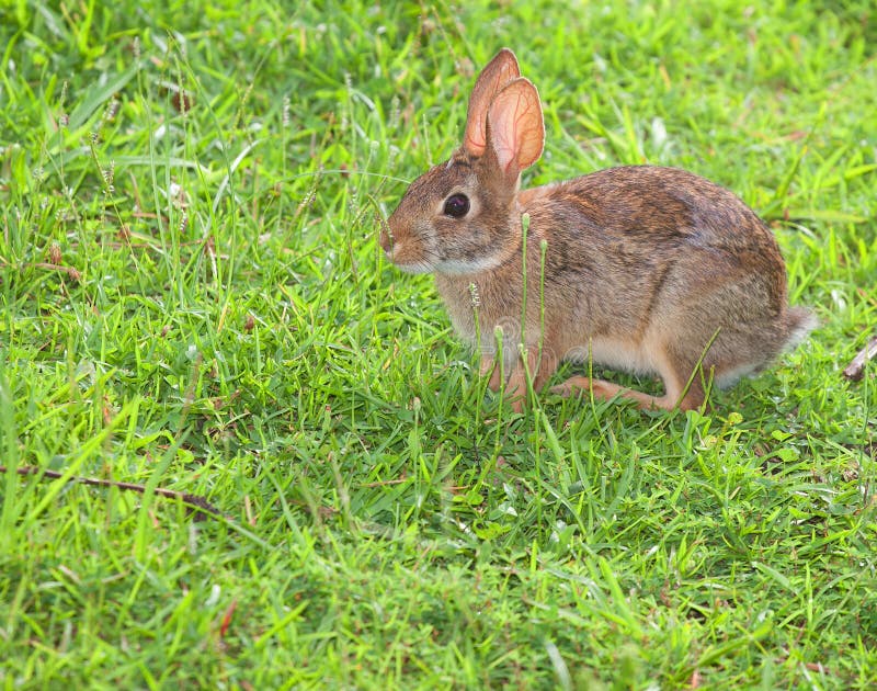 Wild rabbit stock image. Image of green, brown, wild - 32870463
