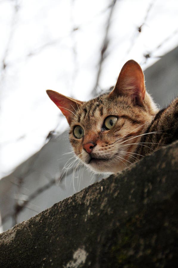 Scared Cat stock image. Image of looking, eyes, wide - 12558841