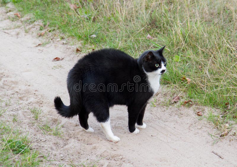 Scared cat outdoors stock photo. Image of friend, hair - 258524276