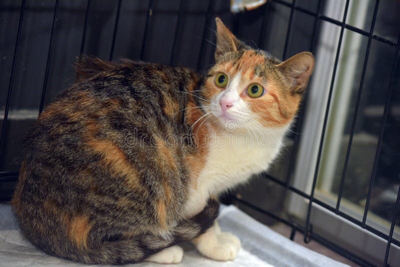 Scared Cat in a Cage in an Animal Shelter Stock Image - Image of ...