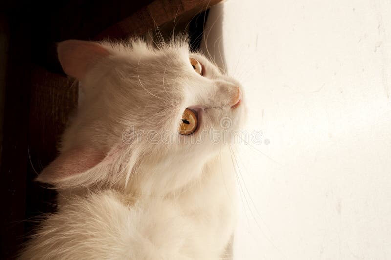 Scared cat stock photo. Image of shot, furry, cute, kitty - 34570346