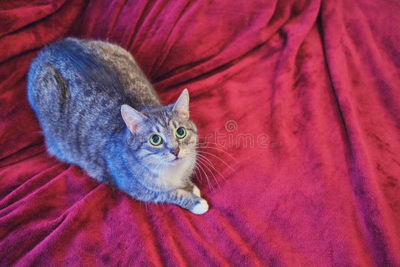 Shrek Angry Mob Stock Photos - Free & Royalty-Free Stock Photos from ...