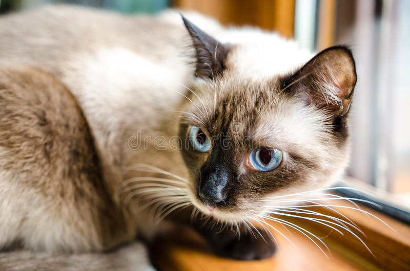 Scared cat stock photo. Image of watching, scared, white - 39849554