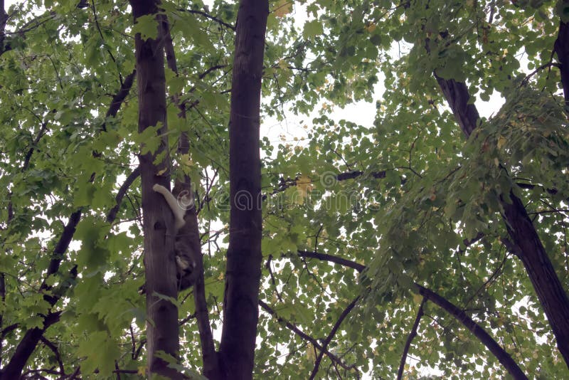 A scared cat on a tree stock image. Image of leash, autumn - 27414451
