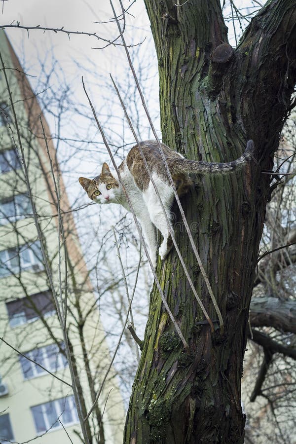 Scared Cat in a Tree Near a Building Stock Image - Image of bark, cute ...