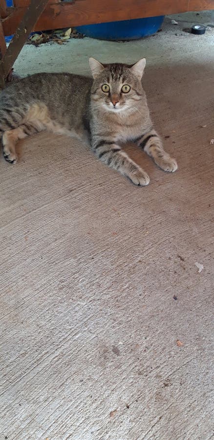 Scared Cat Under the Table Laying Down Stock Image - Image of laying ...