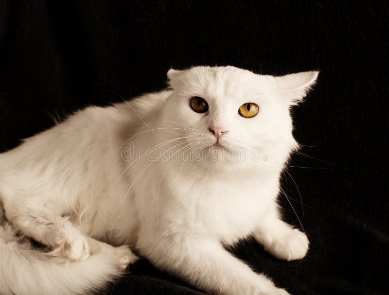 Scared cat stock photo. Image of shot, furry, cute, kitty - 34570346