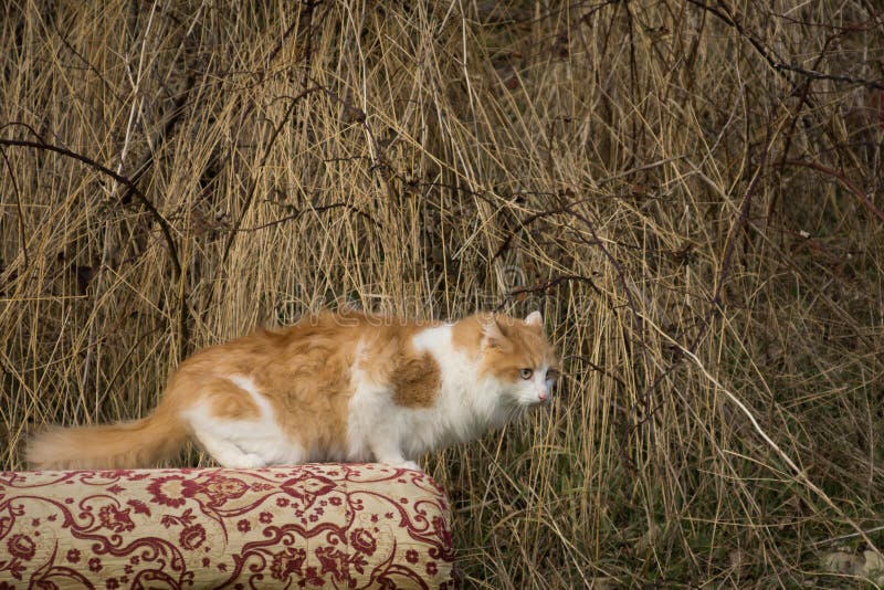 Scared cat. stock photo. Image of snout, fluffy, male - 85162630