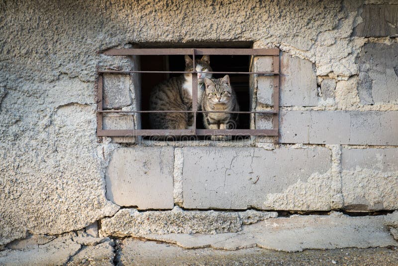 Scared cats behind bars stock photo. Image of eyes, domestic - 53381652