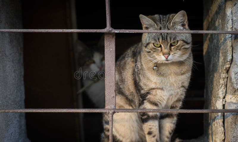 Scared cats behind bars stock photo. Image of anxiety - 53381698