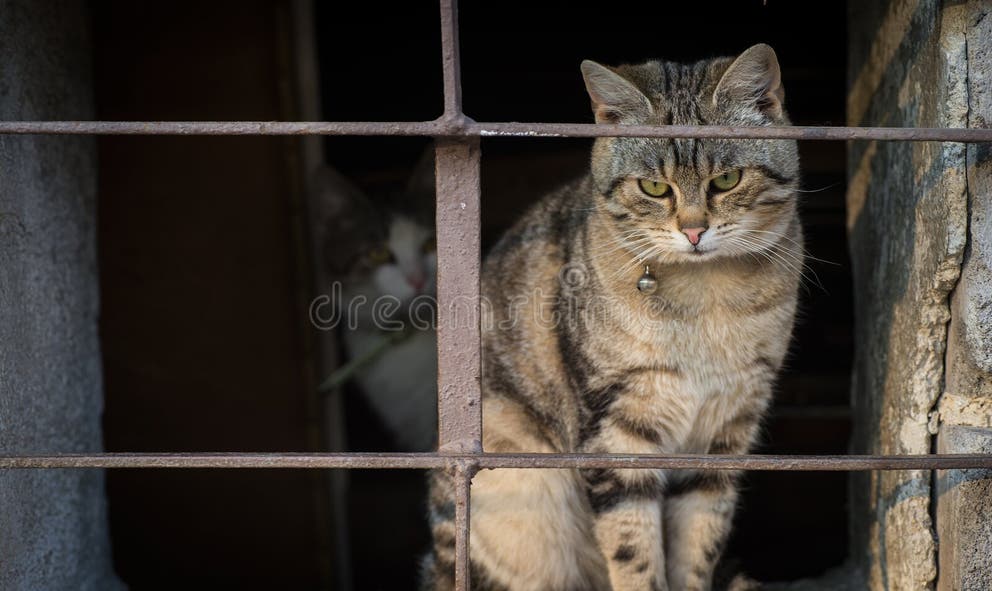 Scared cats behind bars stock photo. Image of anxiety - 53381698