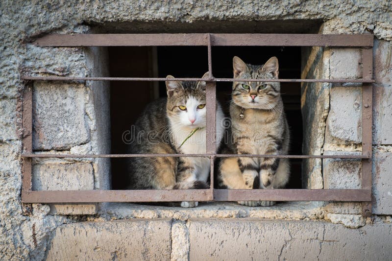 Cat Criminal Behind Bars Stock Photos - Free & Royalty-Free Stock ...
