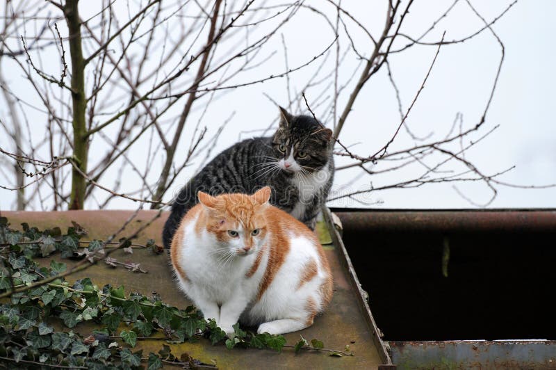 Cat Standing Sideways Isolated Stock Image - Image of white, pets: 35803637