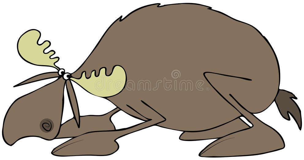 Scared Crouching Bull Moose Stock Illustration - Illustration of ...