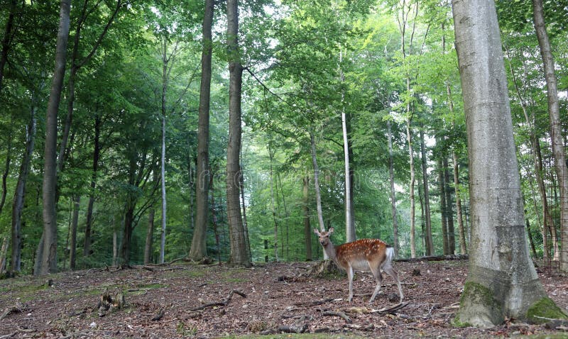 Scared Deer in the Middle of the Forest with Big Trees Stock Image ...